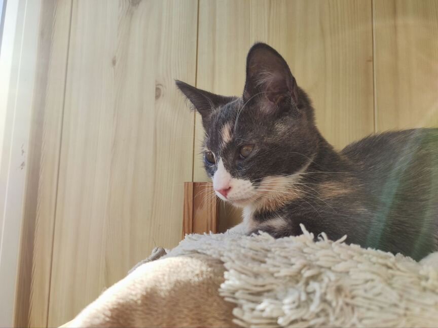 Котенок в добрые руки