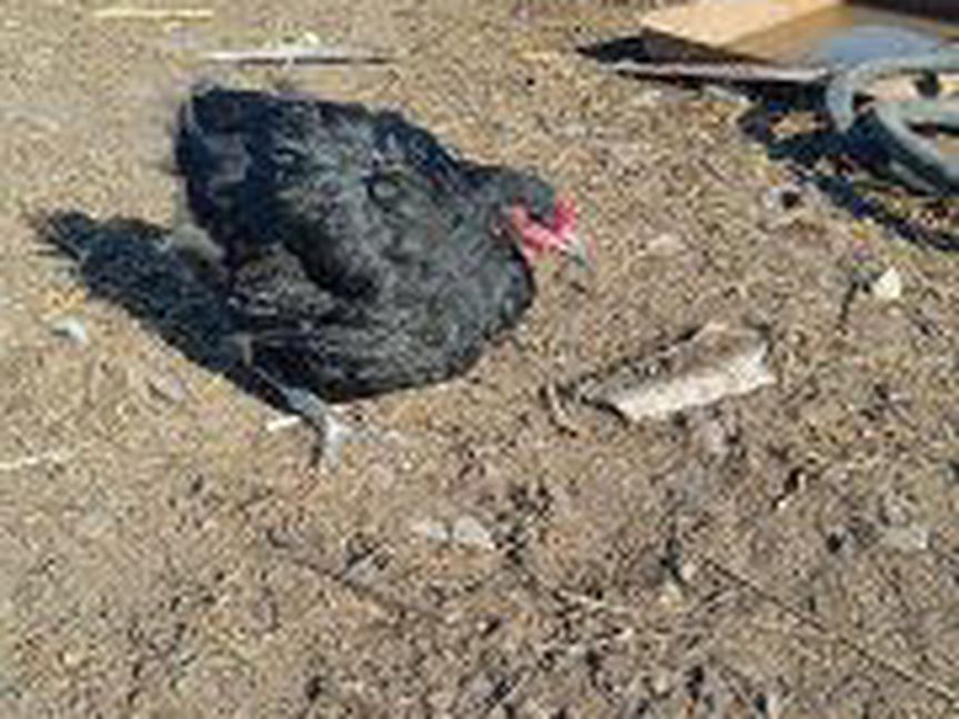 Цыплята Орпингтон