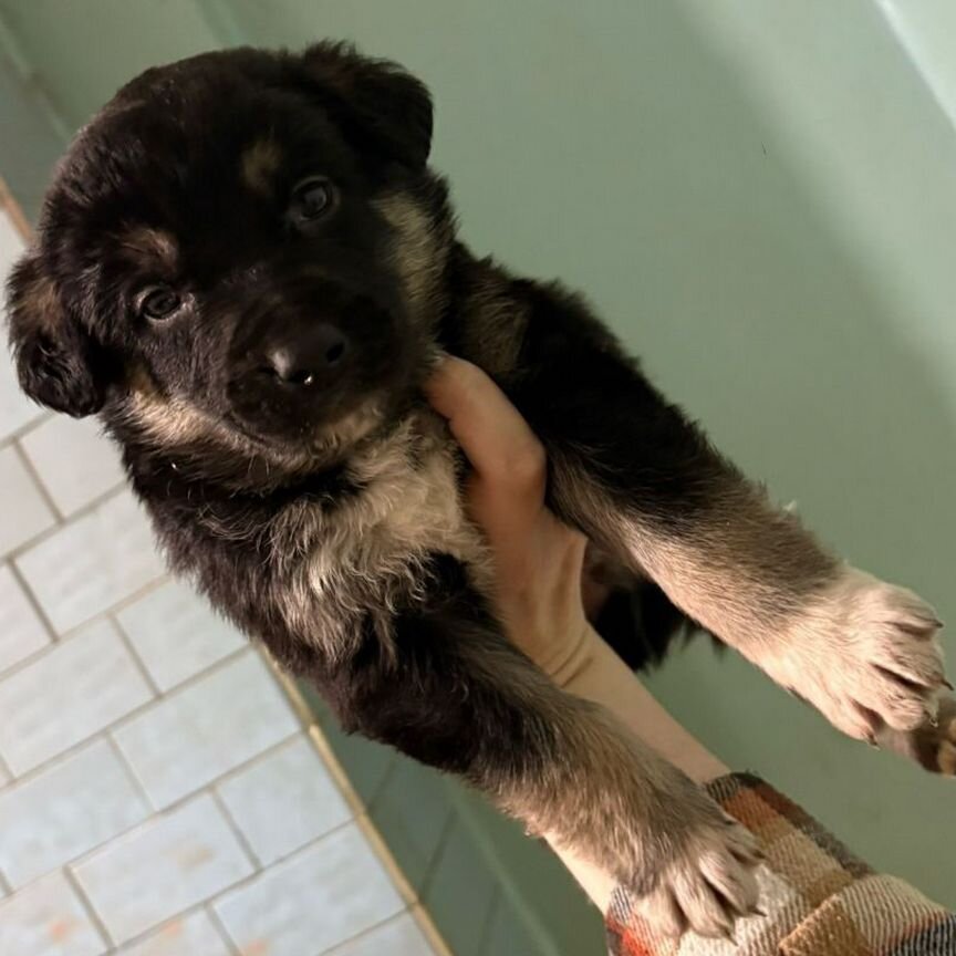 Щенок в добрые руки