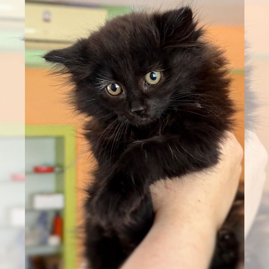 Котёнок в добрые руки