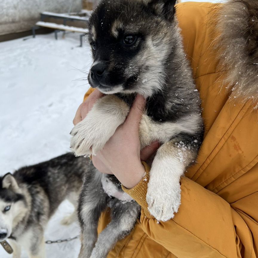 Отдам щенка в добрые руки