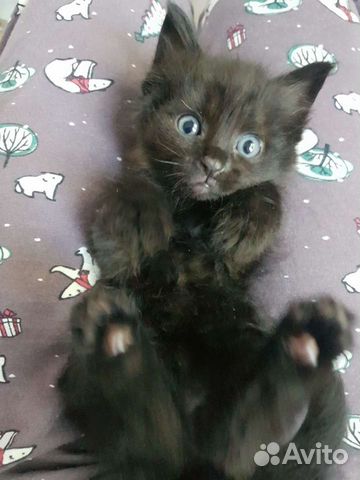 Донской сфинкс браш котята