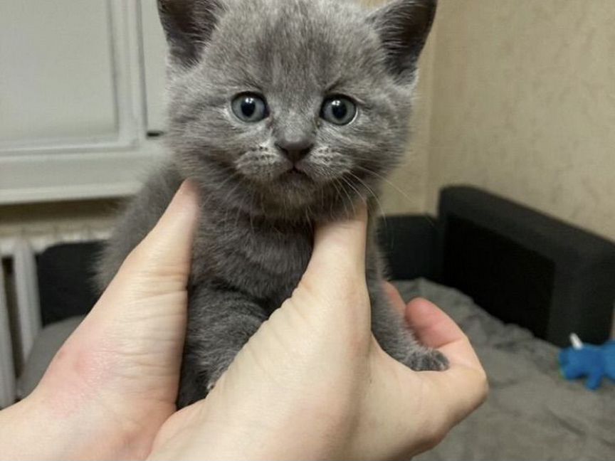 Шотланский котенок