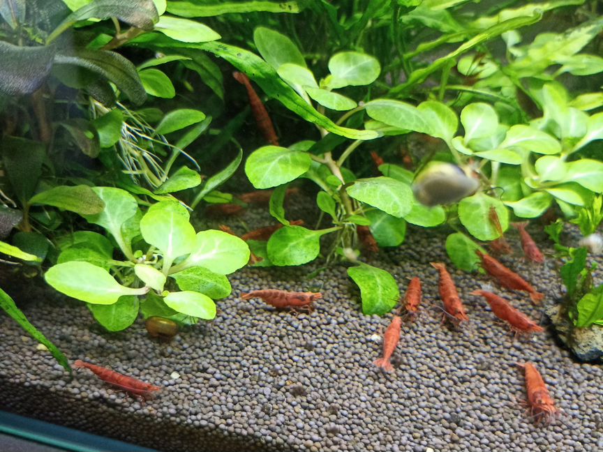 Аквариумные креветки "вишня" красные