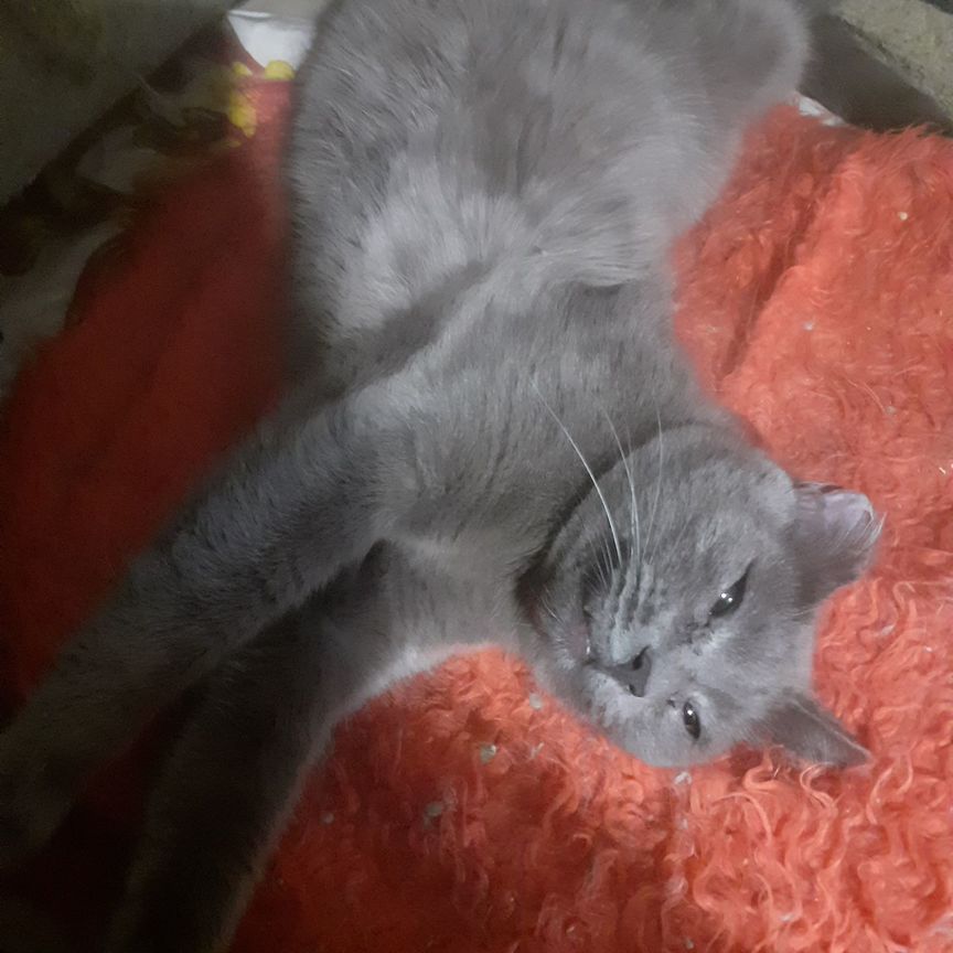 Кошки в добрые руки