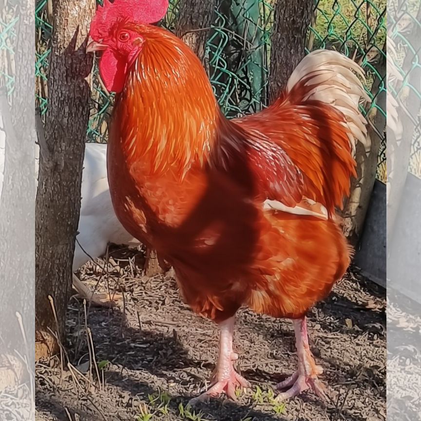 Петух молодой домашний