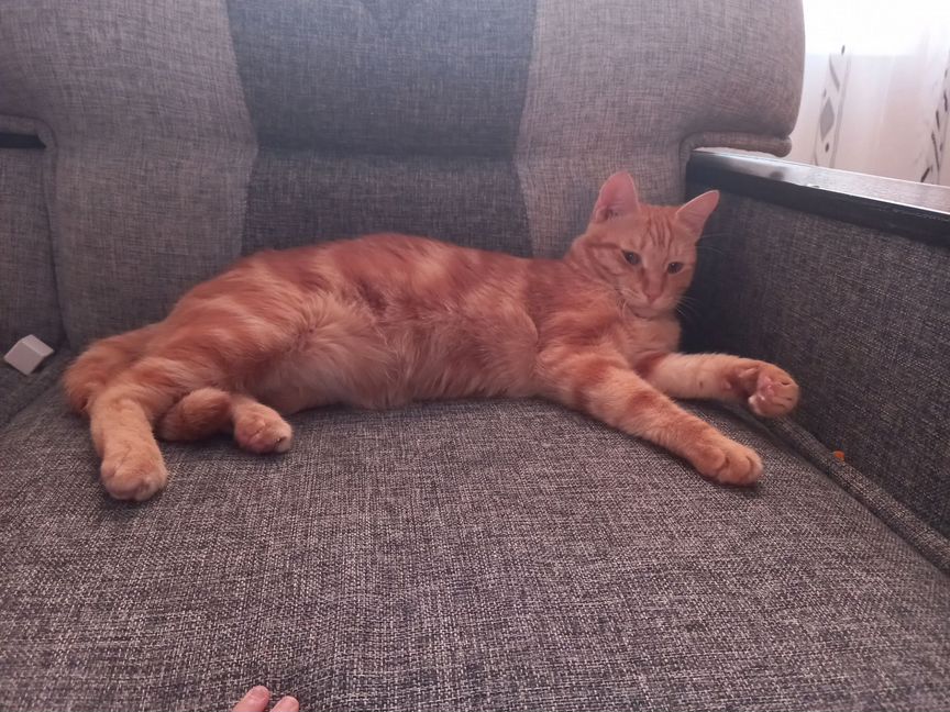 Рыжий кот