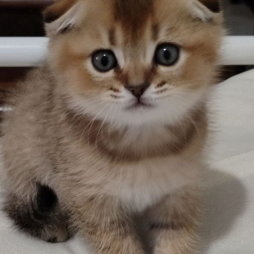 Британский котик