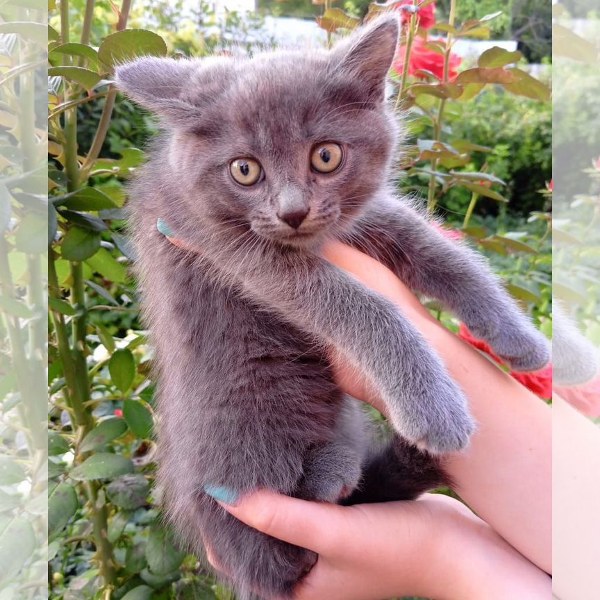 Котенок