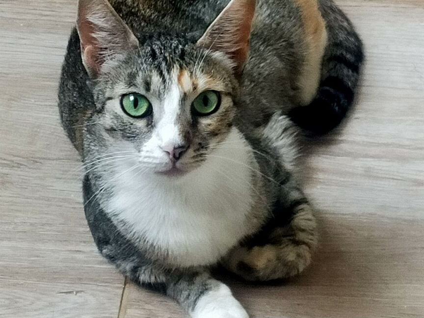 Трепетная Фиона в добрые руки