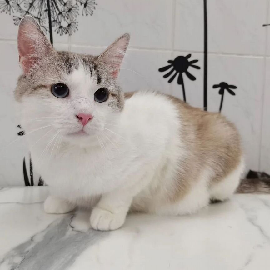 Взрослый кот в добрые руки