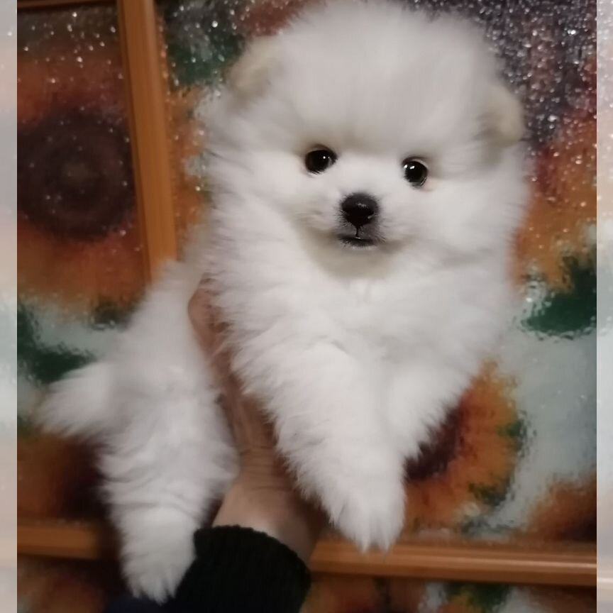 Мини шпиц