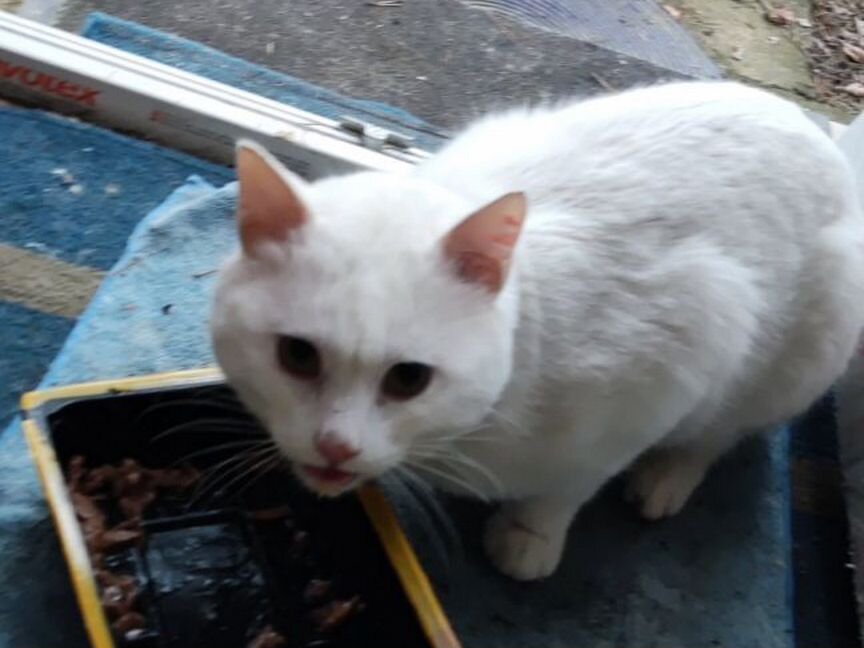 Кот
