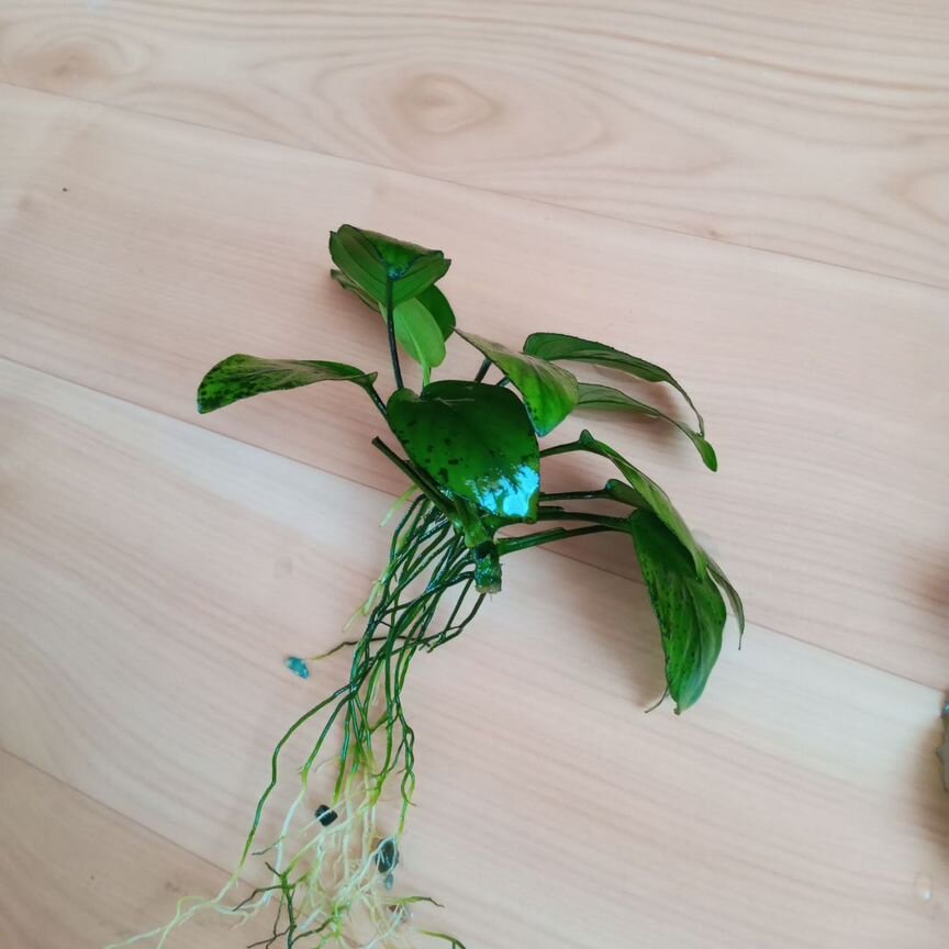 Аквариумные растения