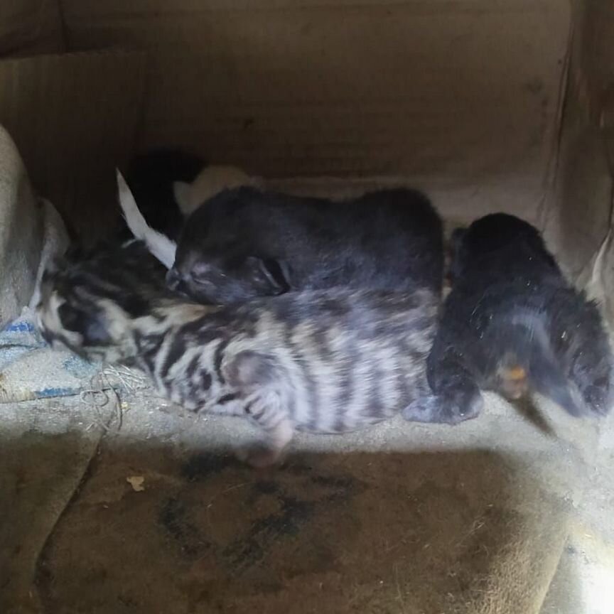 Котята от сиамской кошки и простого кота