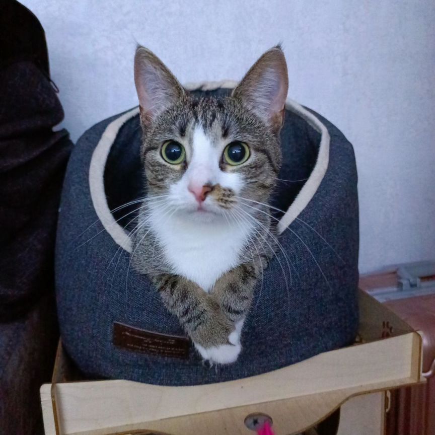 Домашняя кошечка