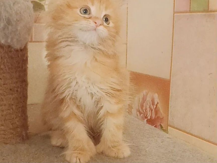 Котята Мейн кун
