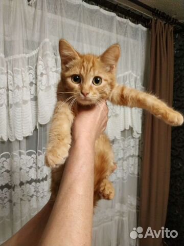 Рыжее солнышко,мальчик