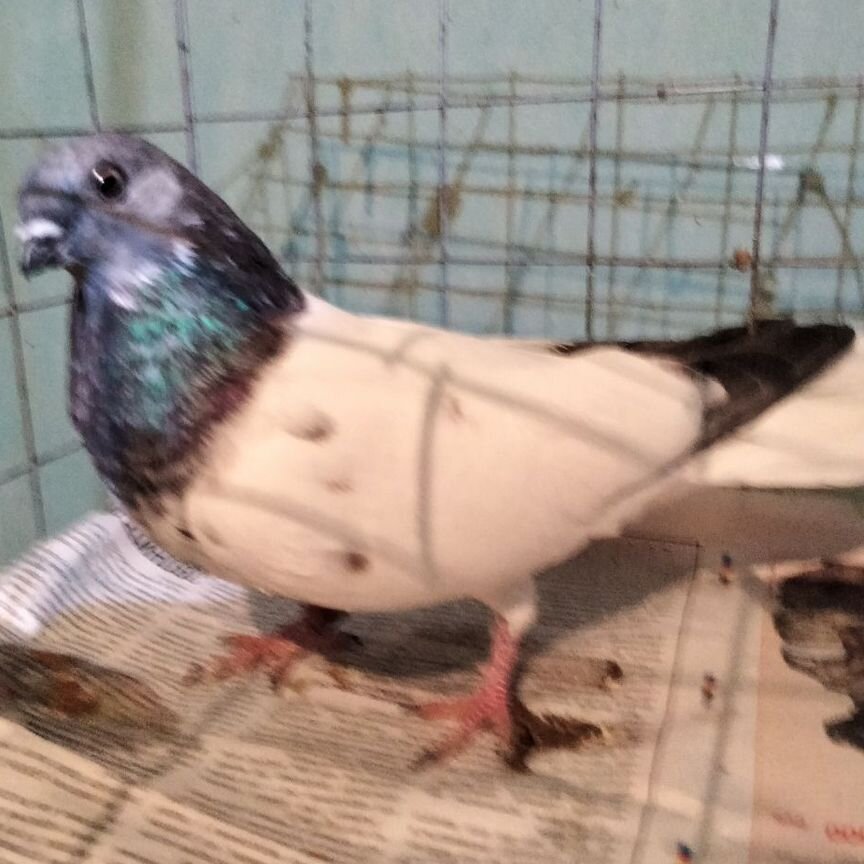 Голуби-Венгры