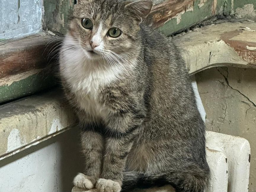 Короткошерстная кошечка