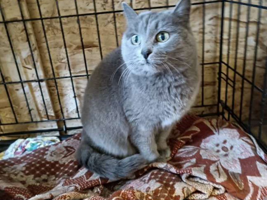 Кошка Шеба
