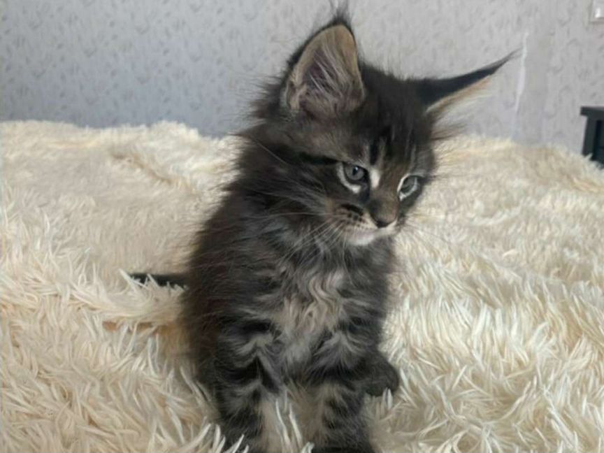 Гигантики переезжают