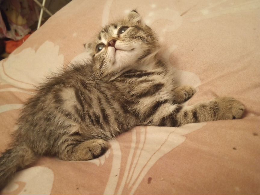 Шотландские вислоухие котята мальчики
