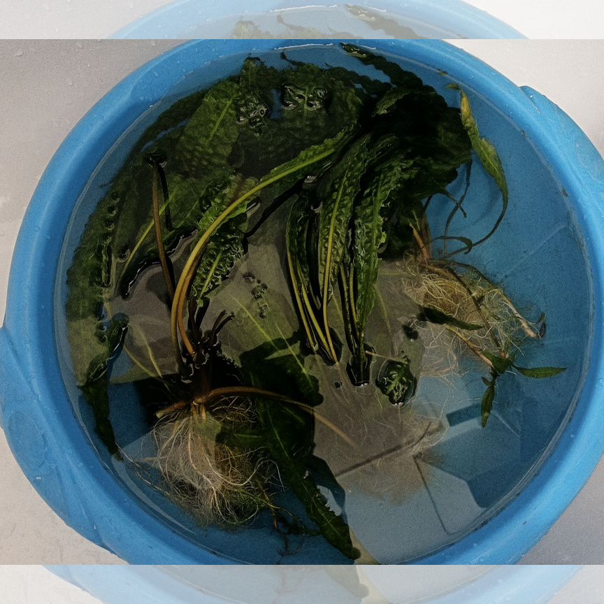 Криптокорина апоногетонолистная