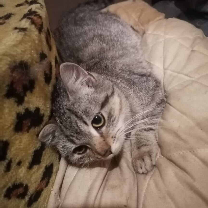 Котëнок ищет дом