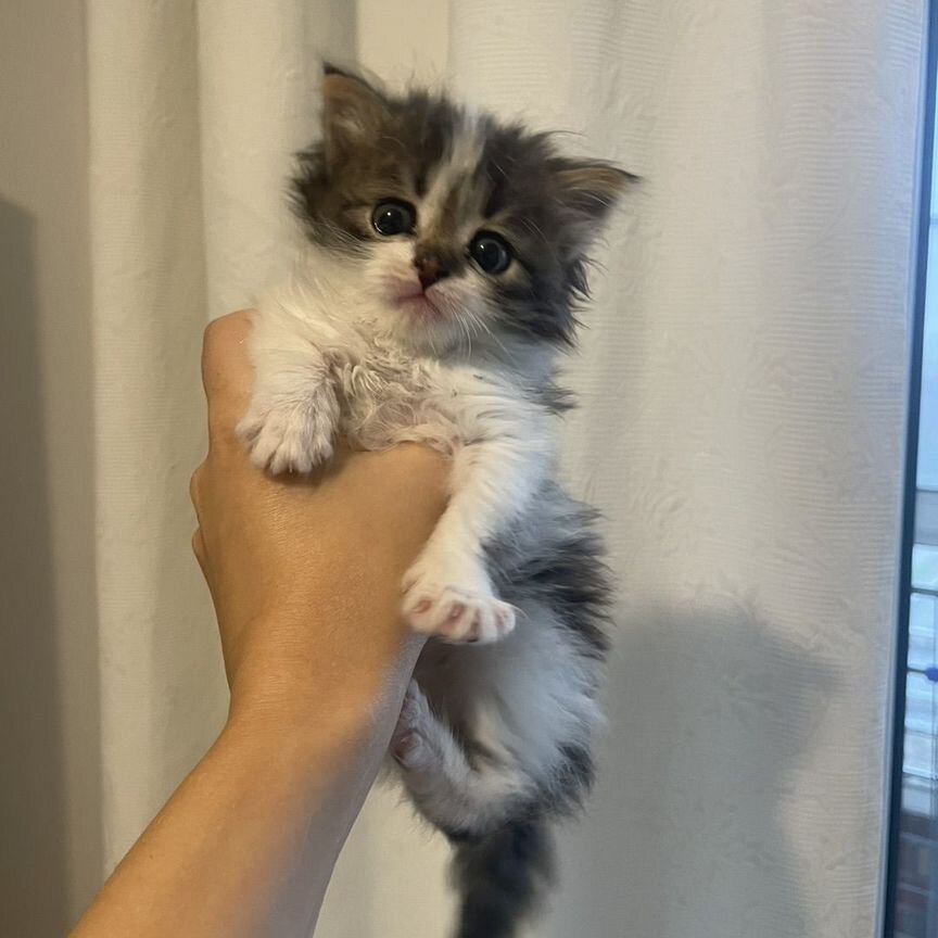 Очаровательная кошечка