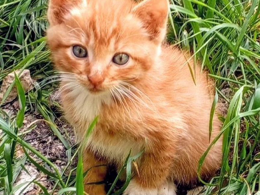 Красивые и умные котята остались без мамы