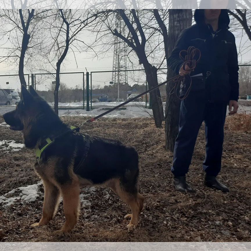 Немецкая овчарка, взрослый пёс