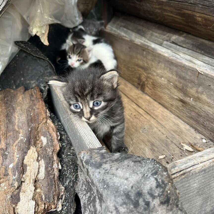 Котята в добрые руки