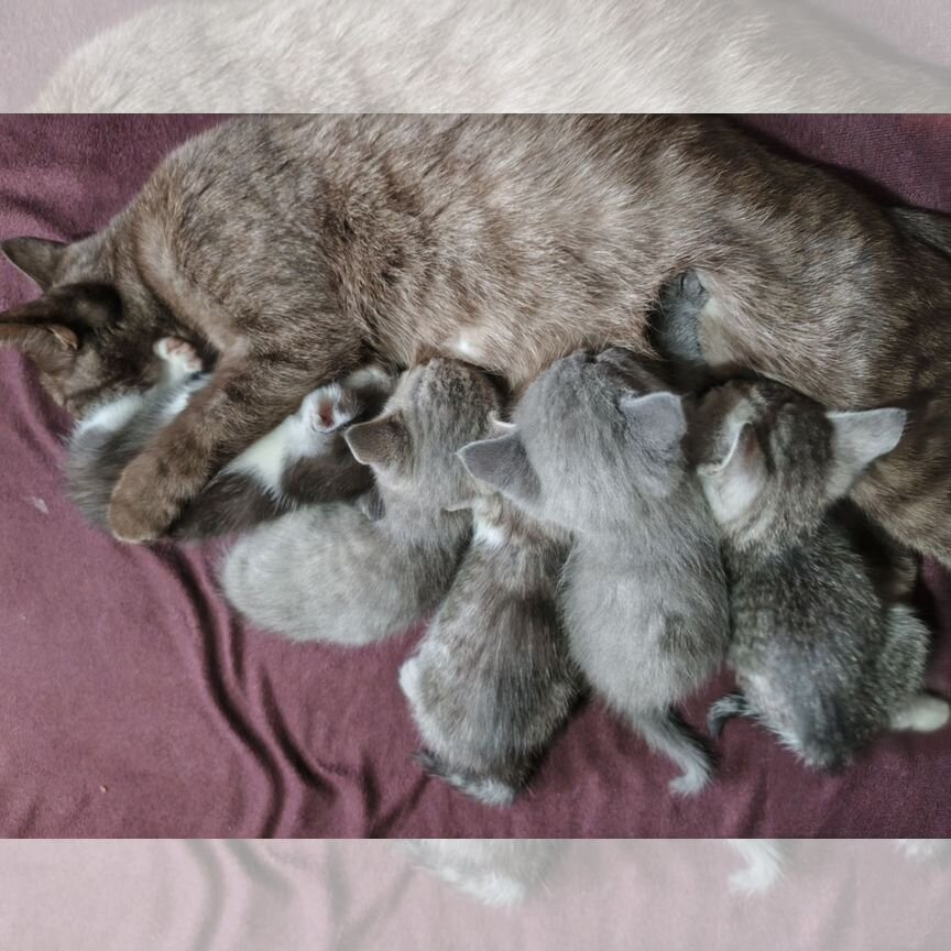 Котёнок в добрые руки