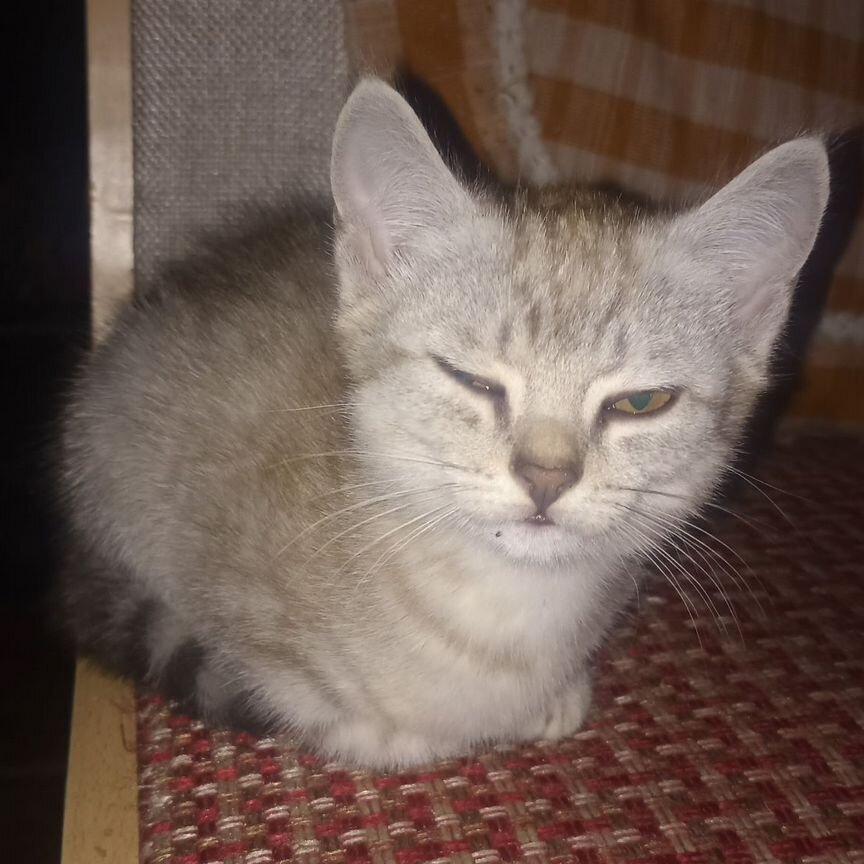 Шотландский котëнок