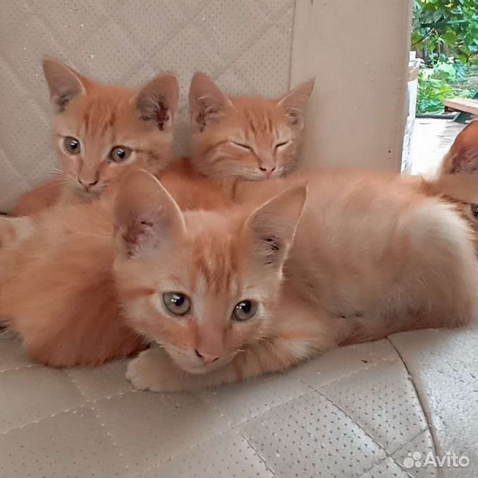 Красивые домашние котята