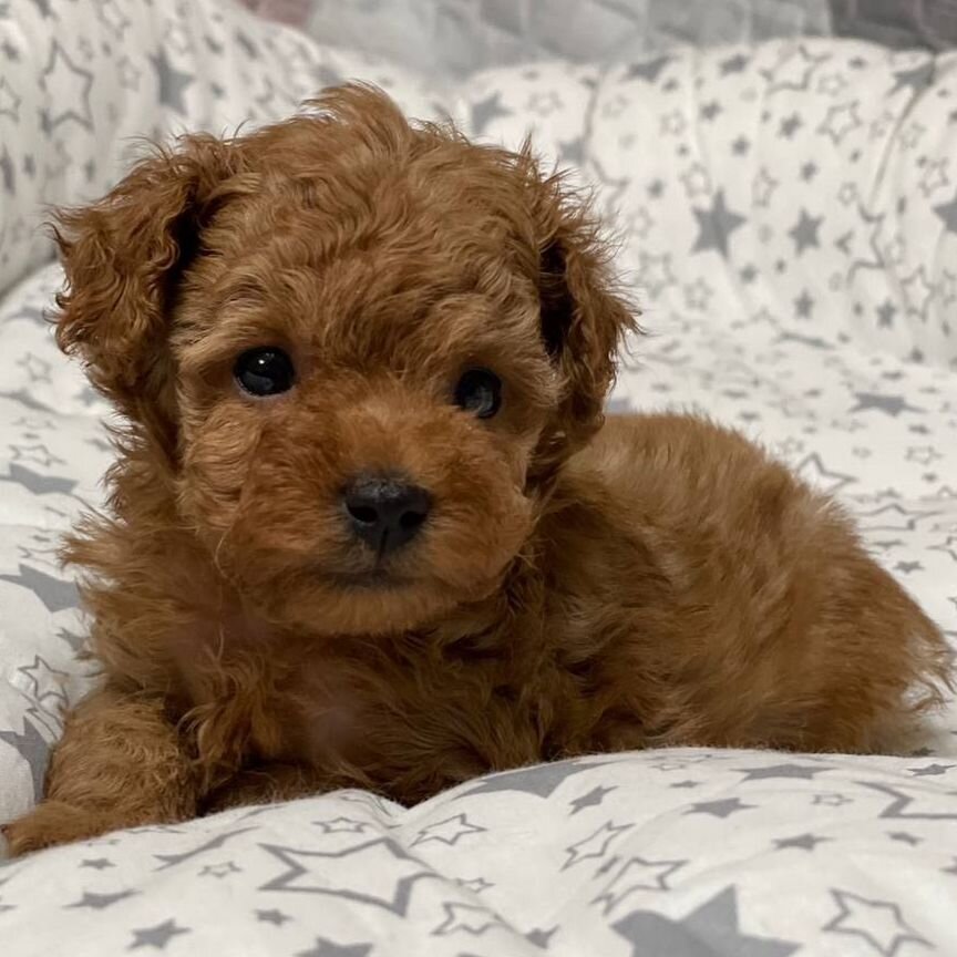 Мальтипу, щенок