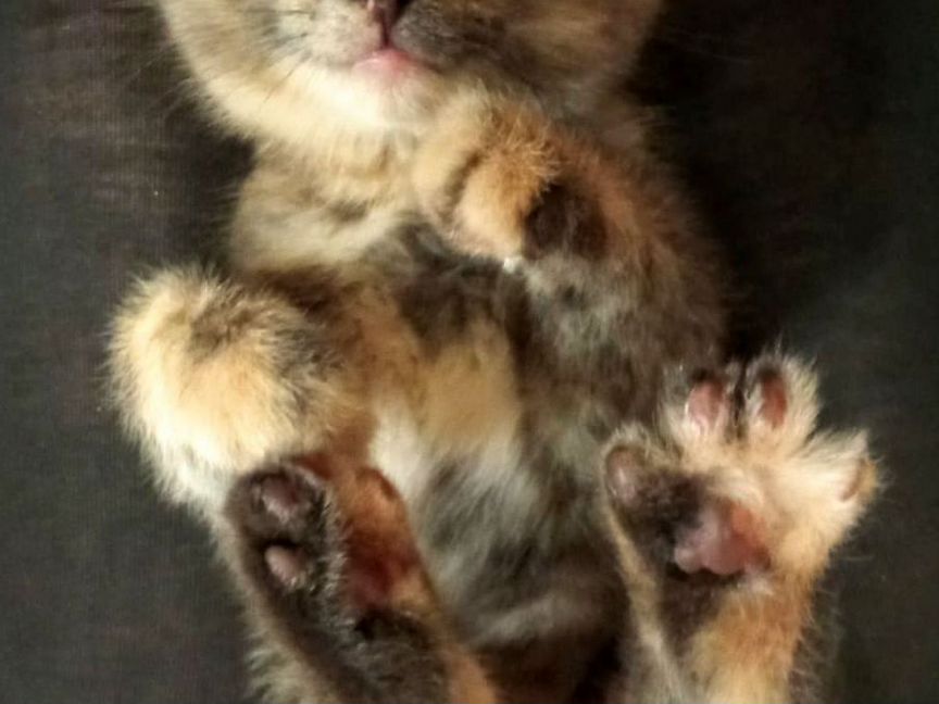 Котята ищут семью