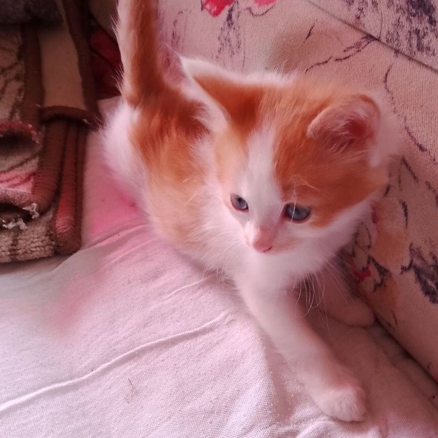Котики бесплатно в добрые руки