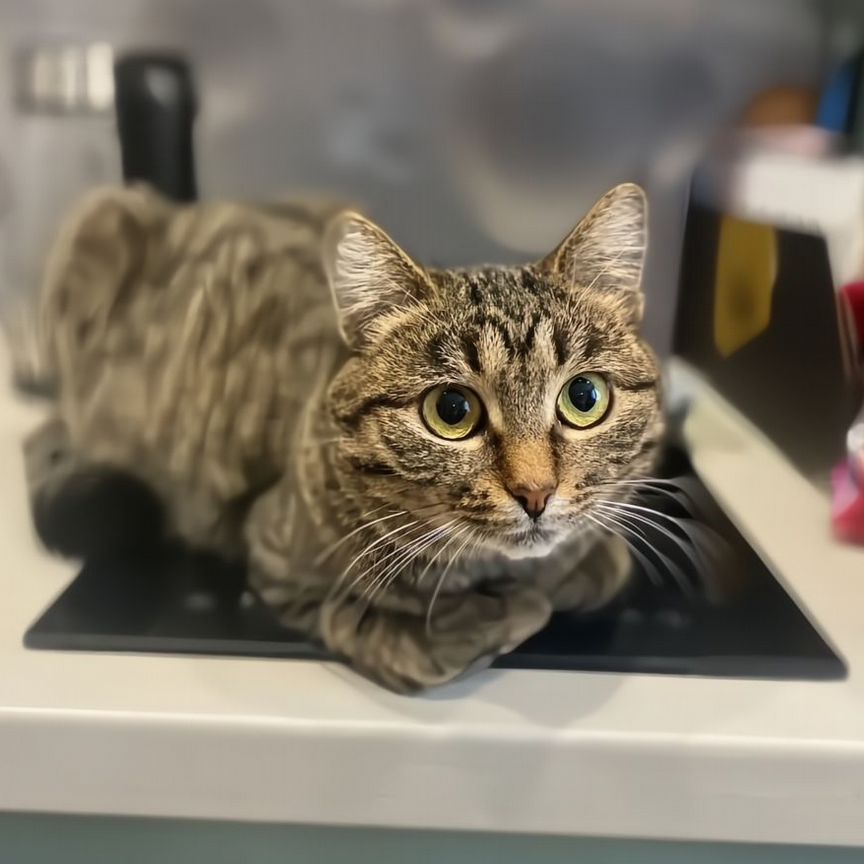 Взрослый кот в добрые руки