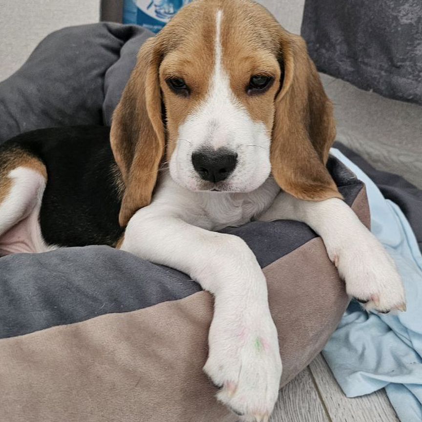 Бигль, щенок