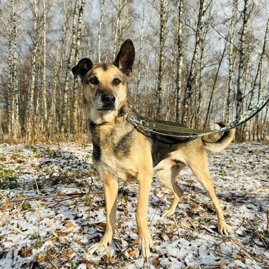 Собака пёс в добрые руки