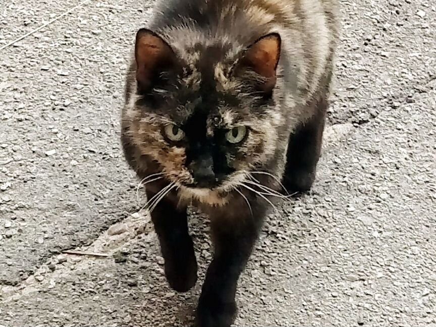 Ищет дом замечательная кошечка