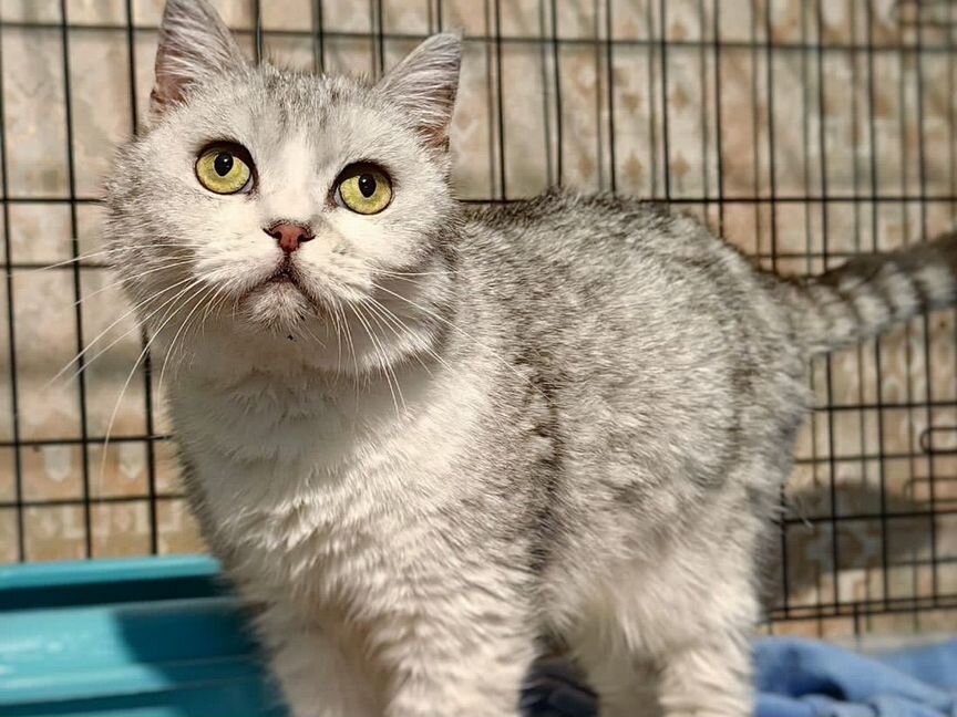 Кошечка Фрося в добрые руки