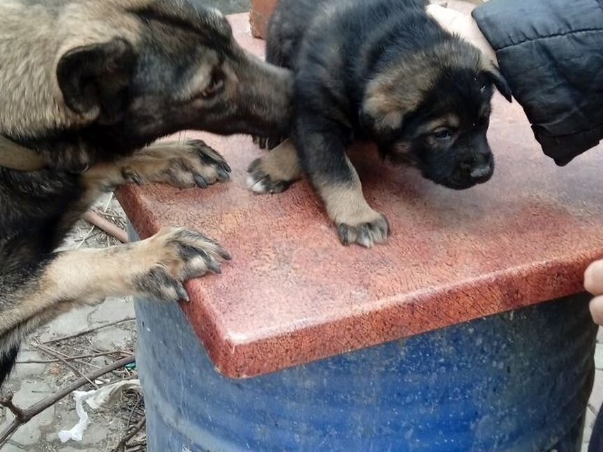Щенок девочка черно рыжий