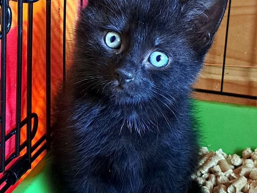 Чудесный котик ищет семью