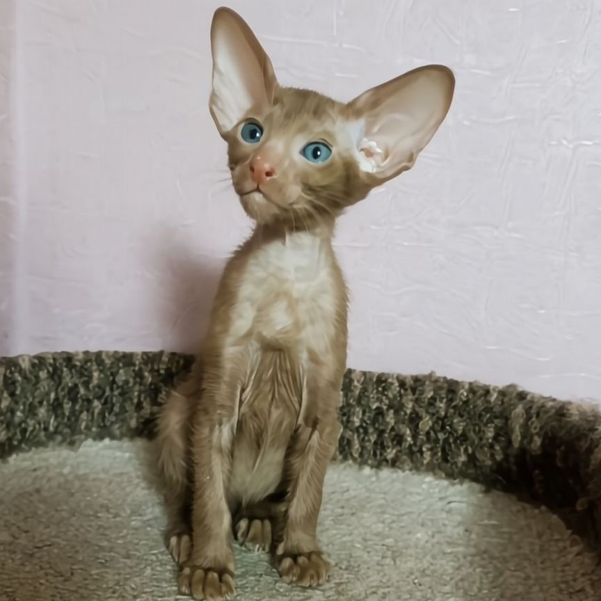 Ориентальный котёнок