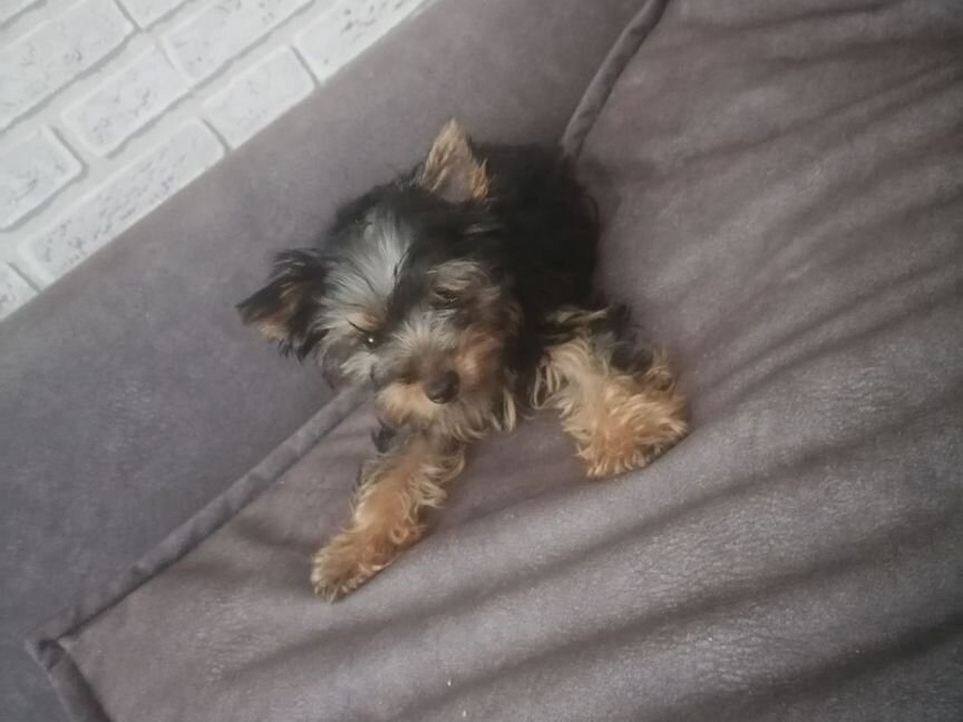 Йоркширский терьер