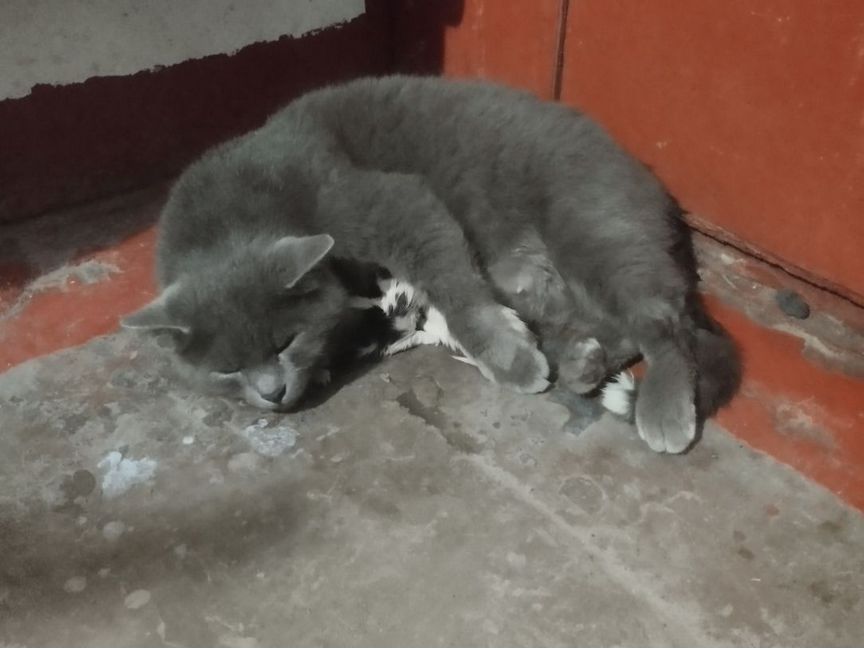 Кошки в добрые руки бесплатно