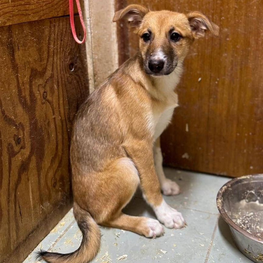 Щенок в добрые руки